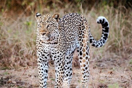Queen Elizabeth National Park - Explore Uganda